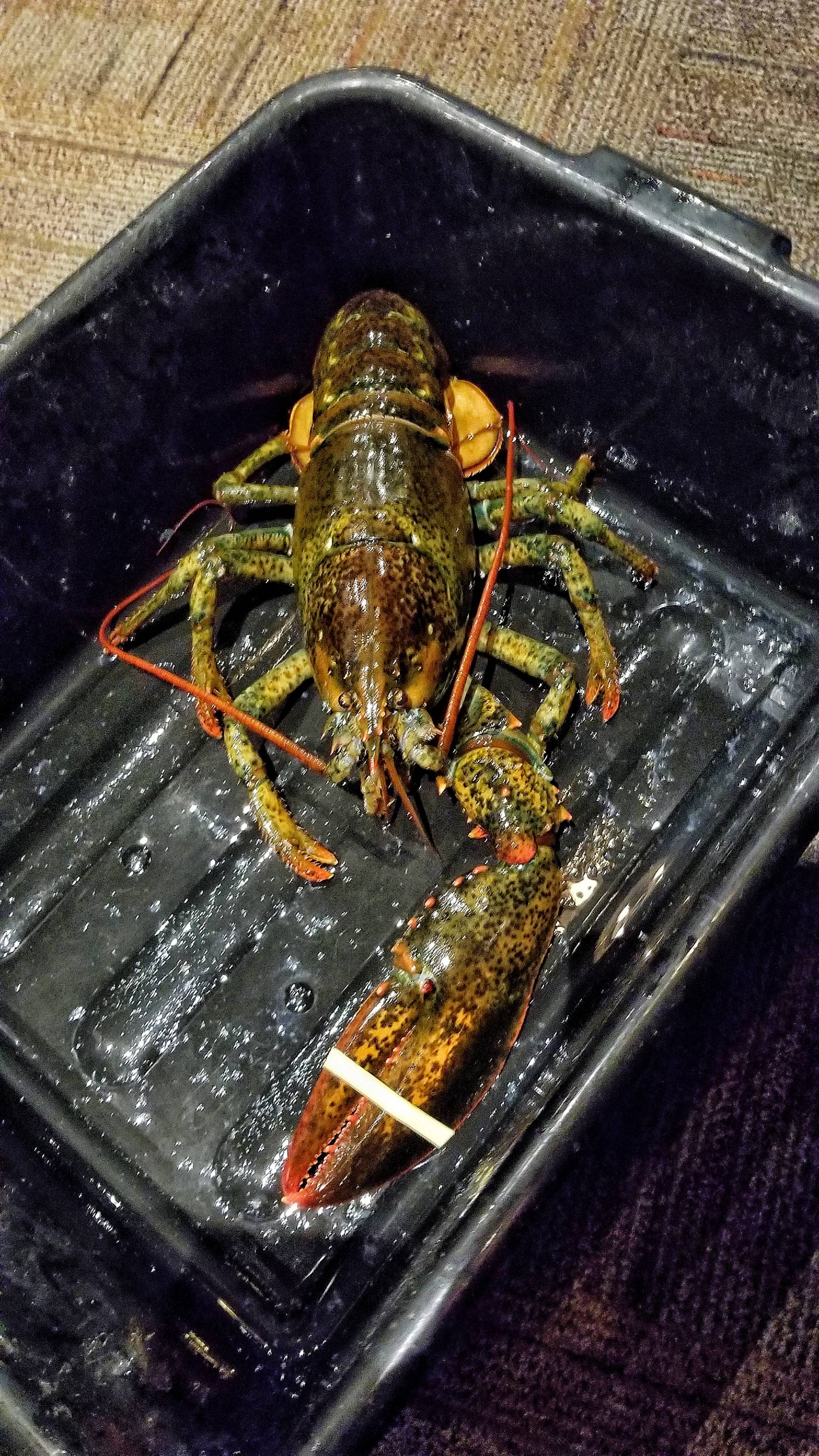 Fishman Lobster Clubhouse and Sushi Kaji - Desired Tastes